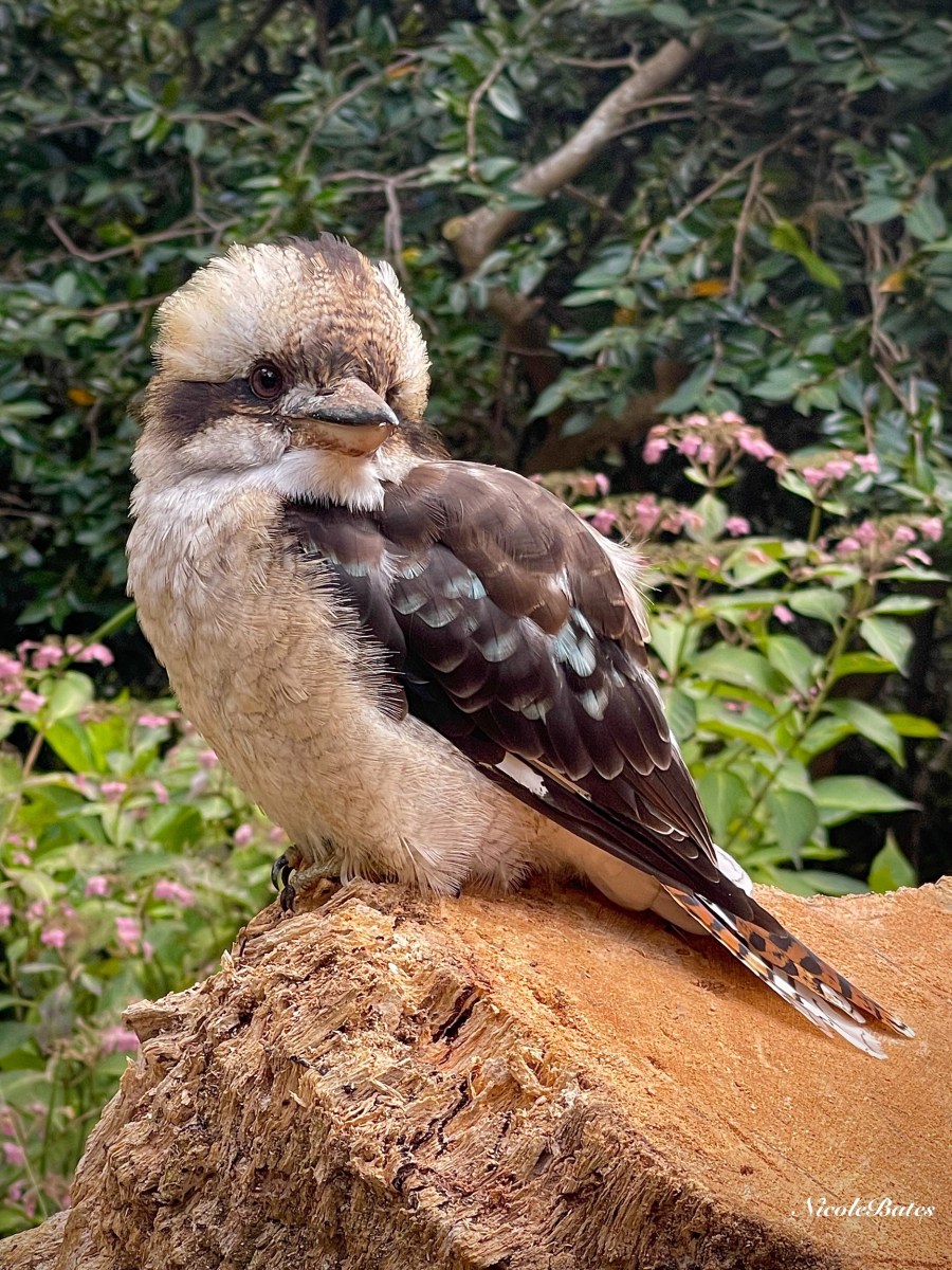Baby Kookaburra – Eight Skies
