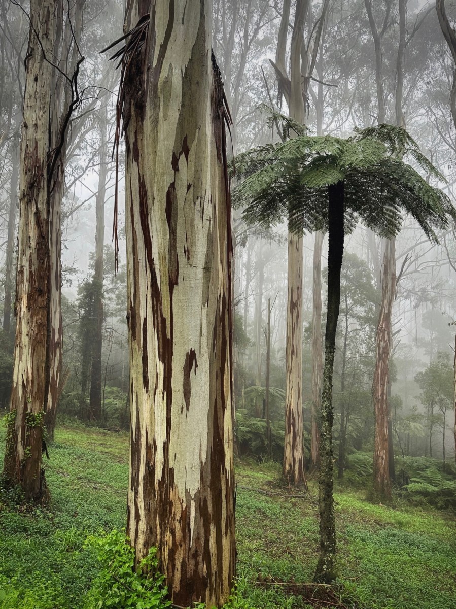 Mountain Grey Gums in July – Eight Skies
